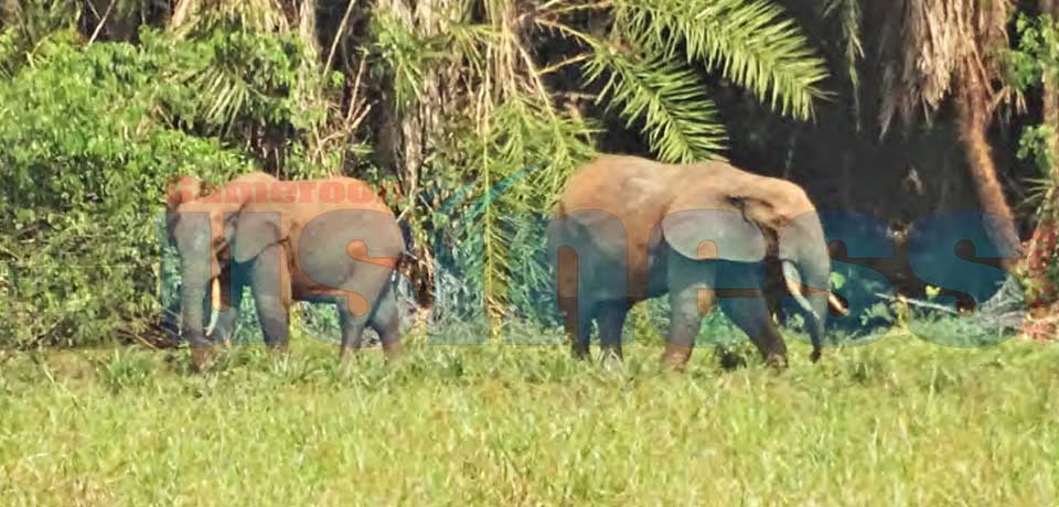 Cameroon Business Today | Parcs nationaux de Lobeke, Nki et Boumba-Bek ...