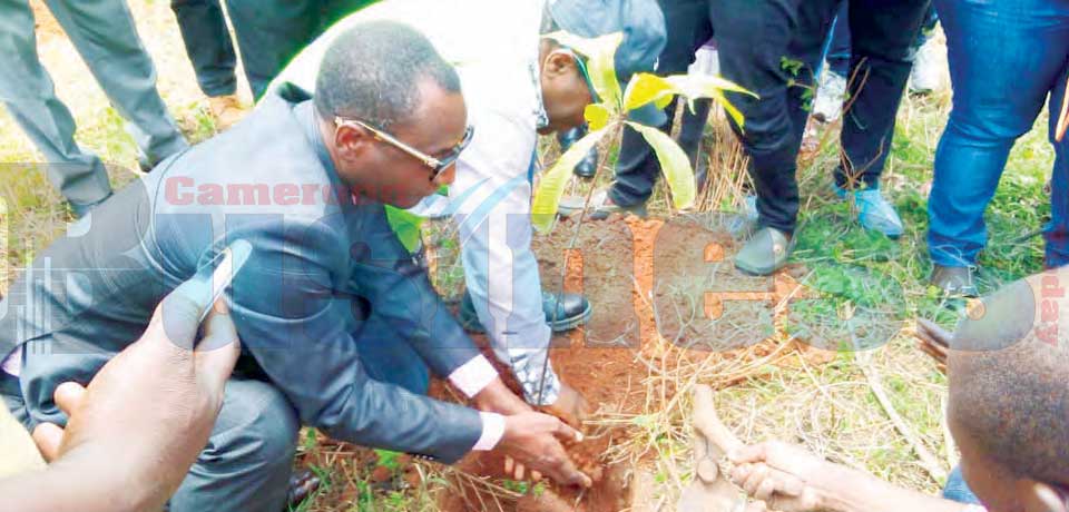 Cameroon Business Today | Centre: 1800 plants à mettre en terre à Minta